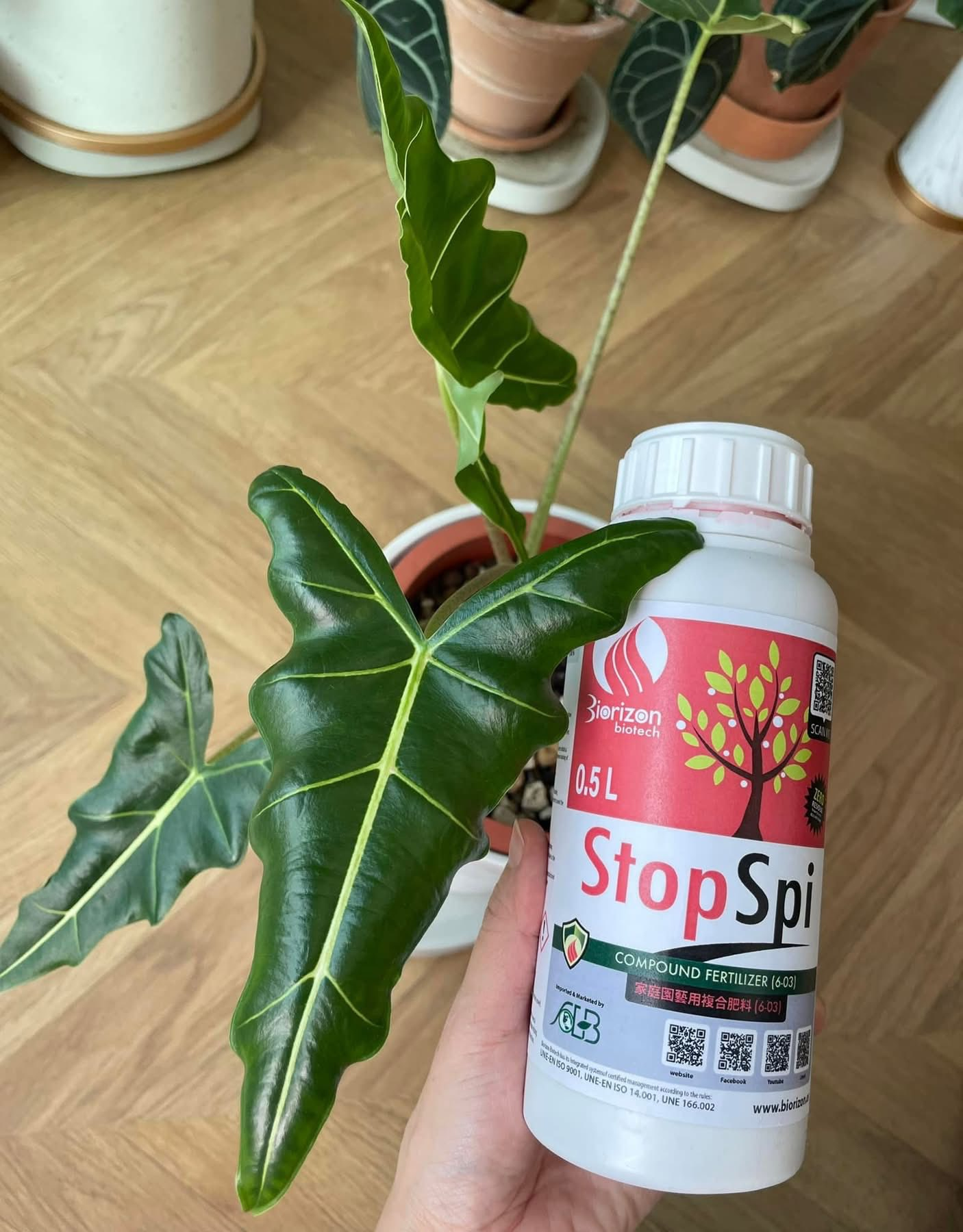 【天然微生物Stop Spi 蜘蛛精 ｜居家植物養護首選】 | 聯發生物科技-微生物肥料-菌劑-動物飼料添加劑-生物農藥-