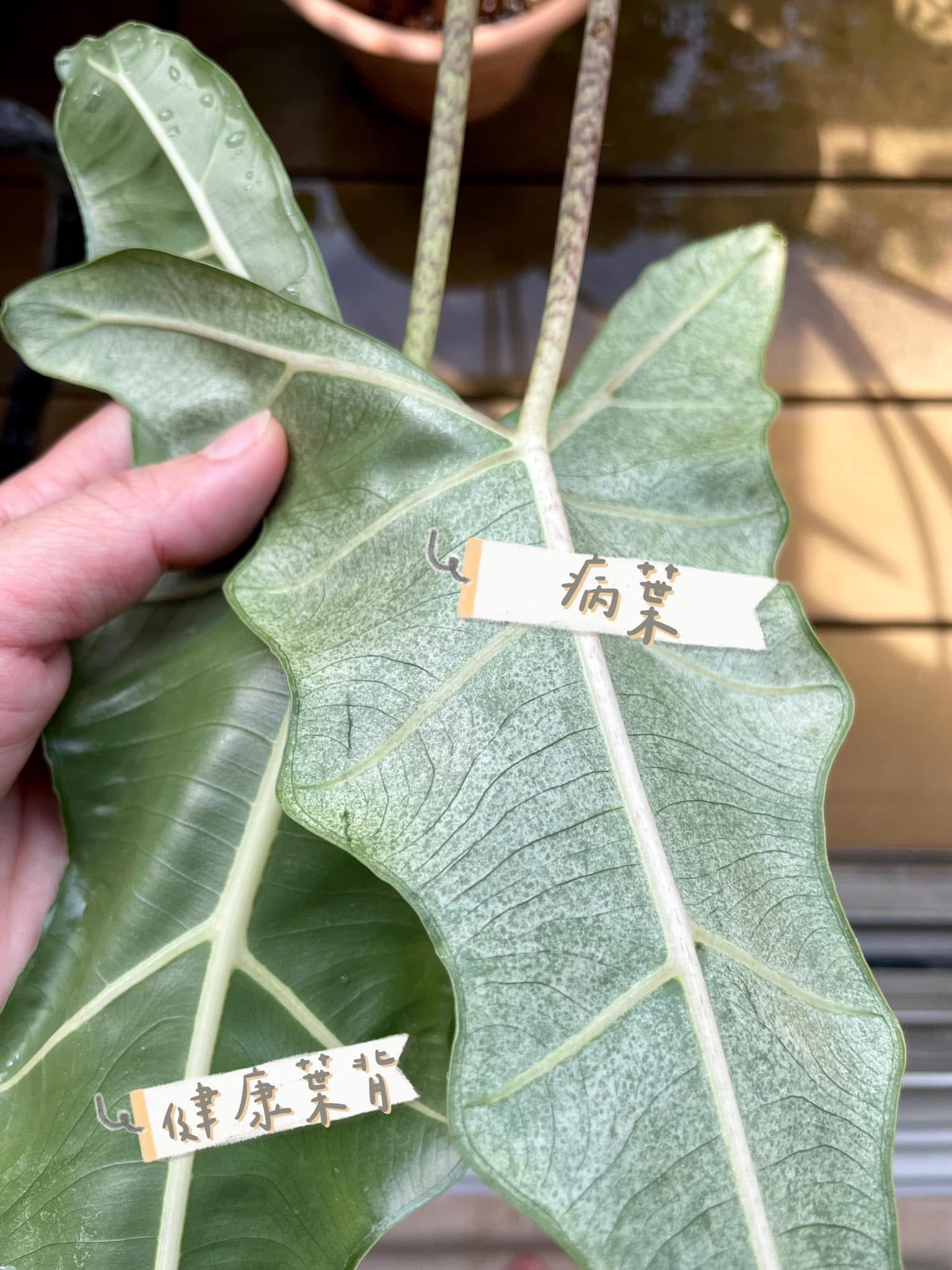 【天然微生物Stop Spi 蜘蛛精 ｜居家植物養護首選】 | 聯發生物科技-微生物肥料-菌劑-動物飼料添加劑-生物農藥-